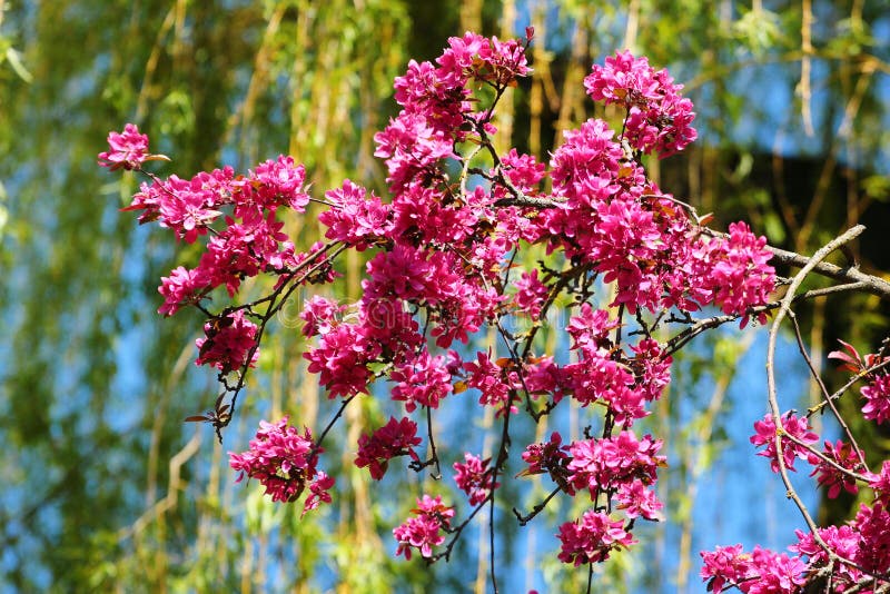Chinese Redbud, or Cercis Chinensis Tree in Bloom Stock Image - Image ...