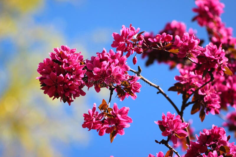 Chinese Redbud, or Cercis Chinensis Tree in Bloom Stock Photo - Image ...