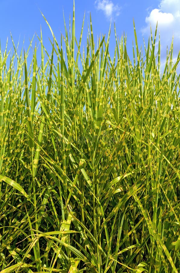 Chinese Reed Leaves Woven Spiral Shape Crafts of Background Stock Photo ...
