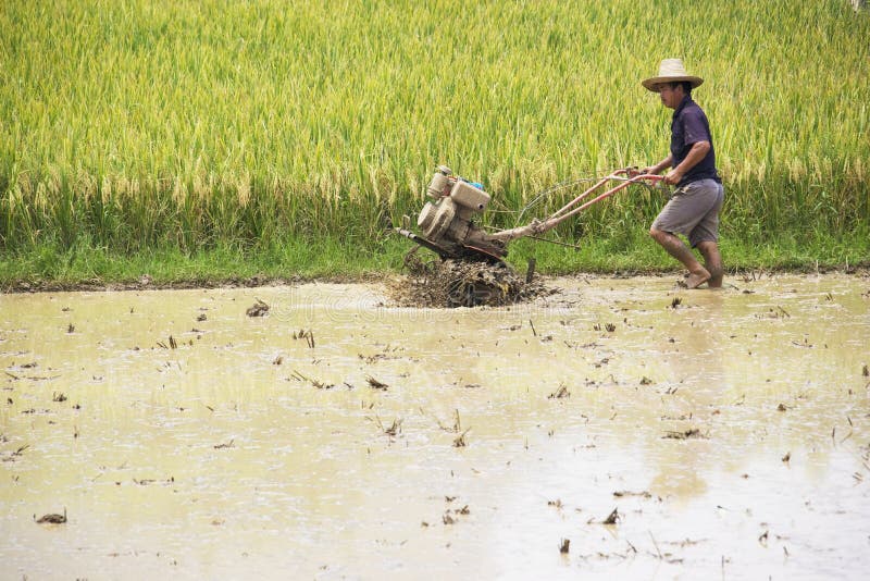 Chinese Rice Farming editorial photography. Image of plant - 10509697