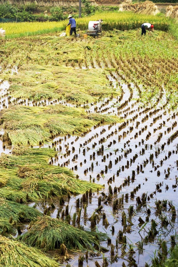 Chinese Rice Harvesting stock image. Image of work, traditional - 10462299