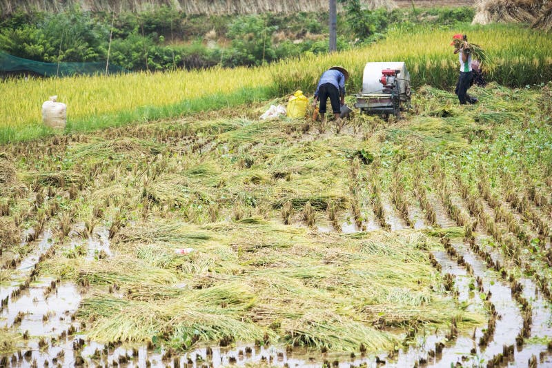 Chinese Rice Harvesting stock photo. Image of guangxi - 10462458