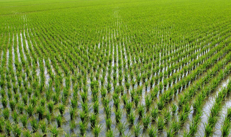 Chinese Rice Paddies stock photo. Image of earth, chinese - 1966492