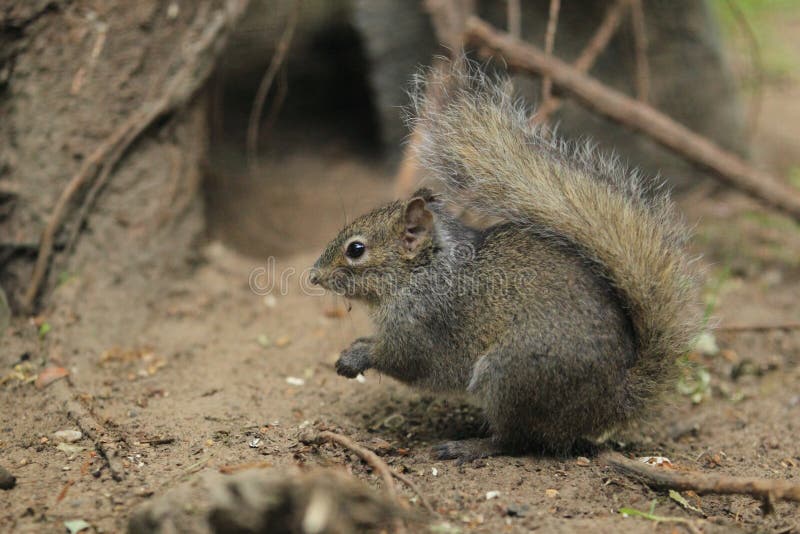 Chinese rock squirrel stock photo. Image of david, sitting - 31348050
