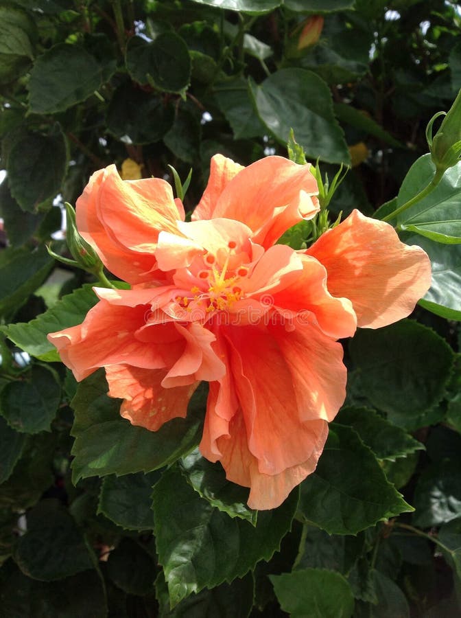 Chinese rose stock image. Image of chinese, oldrose, rose - 42644429