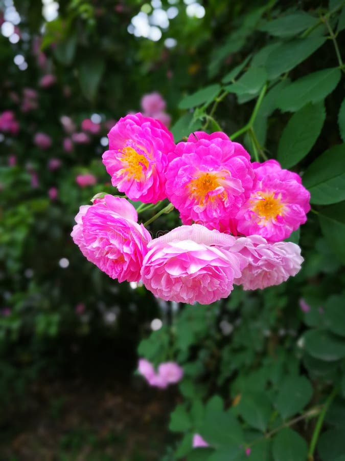 Chinese rose stock photo. Image of chinensis, rosa, china - 91958318