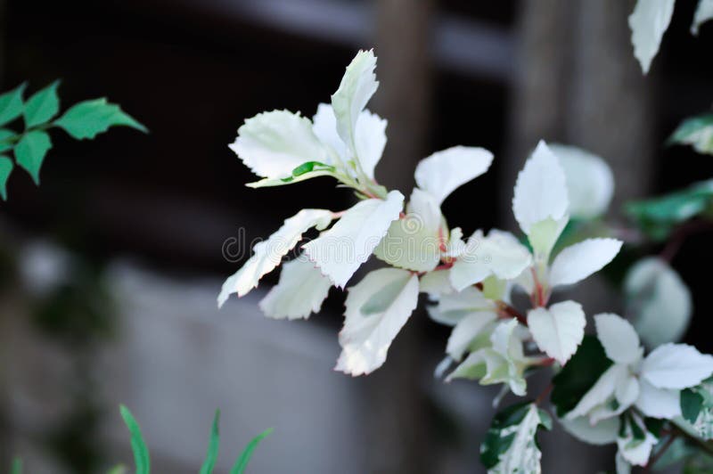 Chinese Rose, Hibiscus or Hibiscus Rosa Sinensis Variegata Leaf on the ...