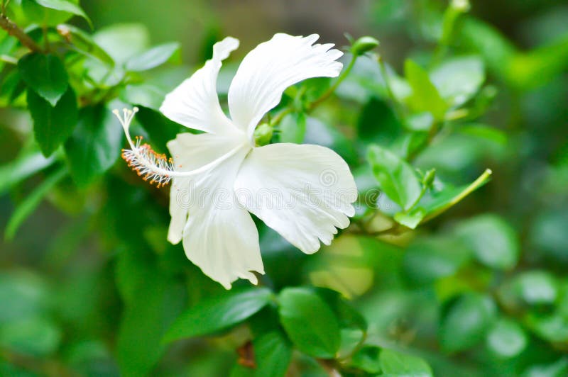 Chinese rose or Hibiscus stock image. Image of pollen - 283275423