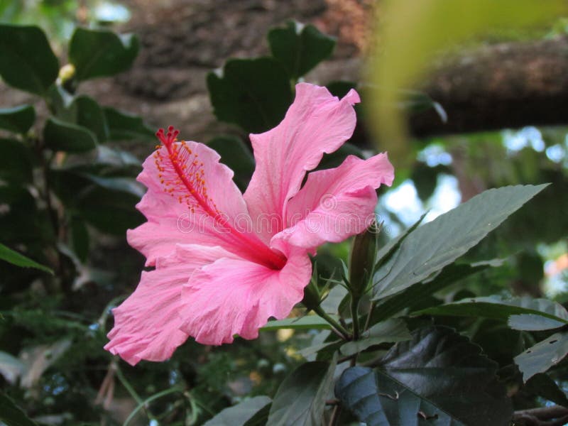 Chinese rose in the tree stock image. Image of leaves - 124962823