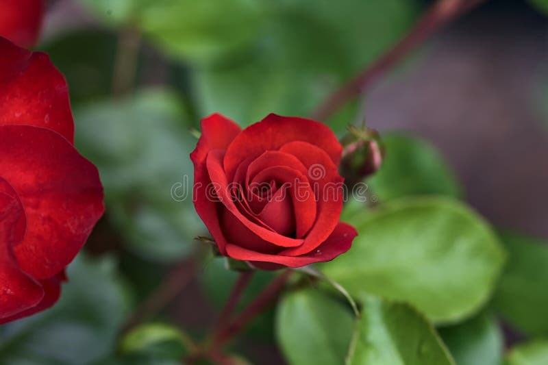 Chinese Roses in Bloom in a Bush Seen Up Close Stock Photo - Image of ...