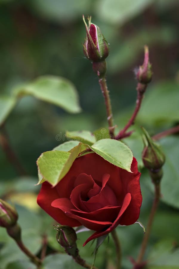 Chinese Roses in Bloom in a Bush Seen Up Close Stock Photo - Image of ...