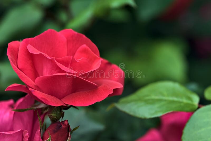 Chinese Roses in Bloom in a Bush Seen Up Close Stock Photo - Image of ...