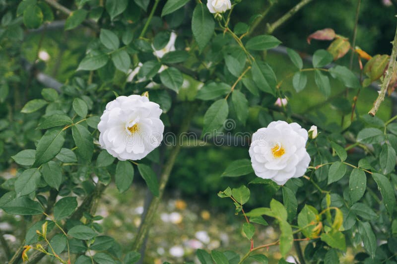 White rosa multiflora stock image. Image of rosa, roses - 136766919