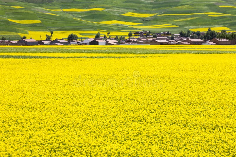 Chinese rural landscape stock photo. Image of canola - 27544664