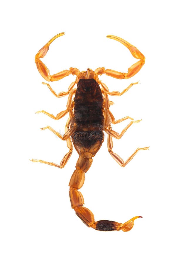 Chinese Golden Scorpion, Olivierus Martensii, Isolated, from Above ...