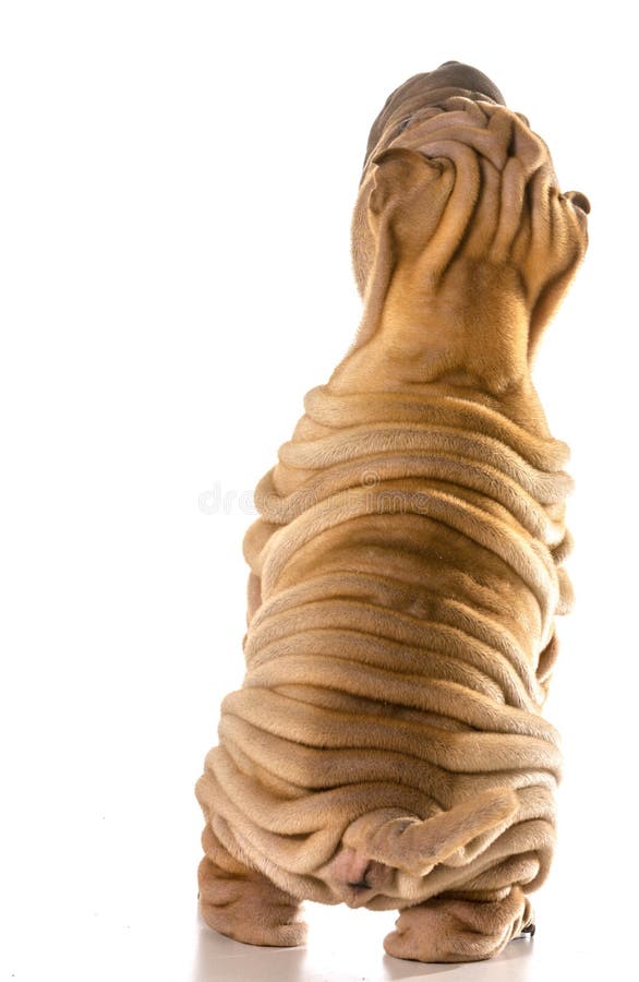 Chinese shar pei stock photo. Image of cream, isolated - 38794636