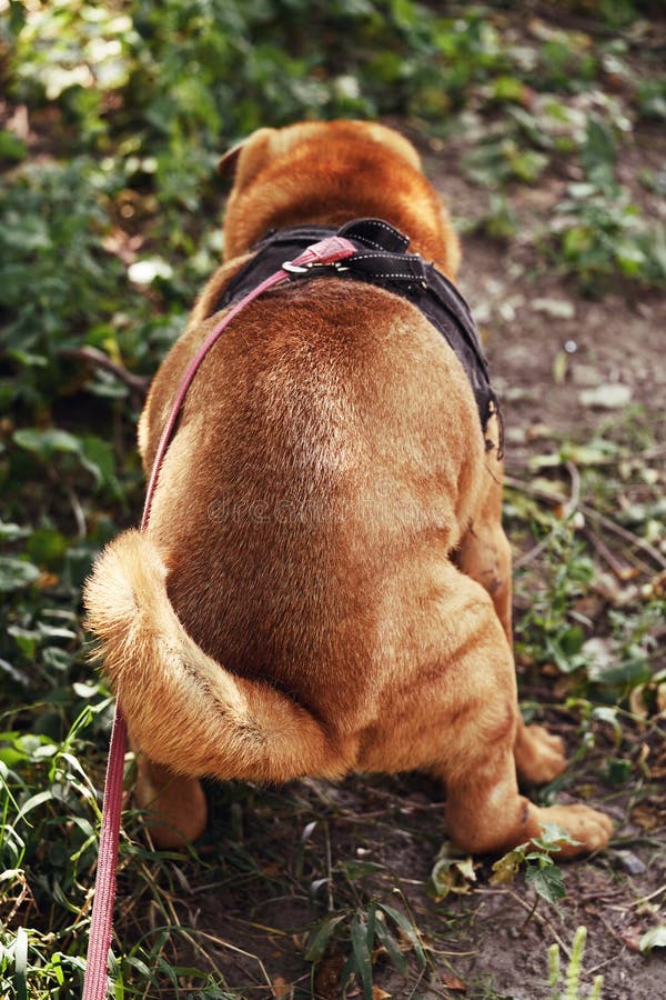 Chinese Shar Pei Defecate in the Forest Stock Photo - Image of breed ...