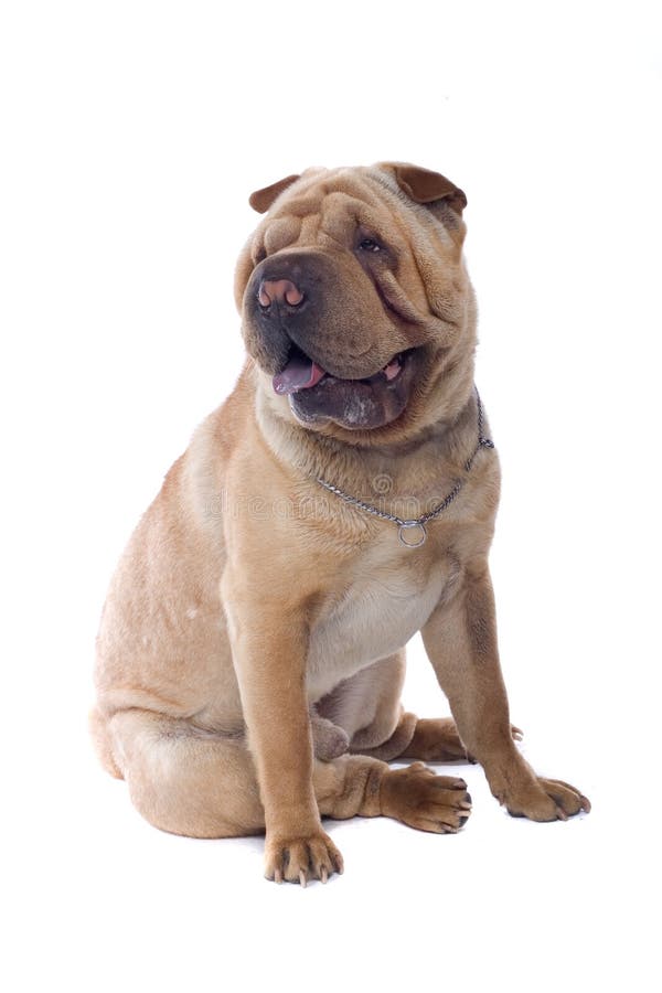 Chinese Shar Pei dog stock photo. Image of shar, details - 6880908