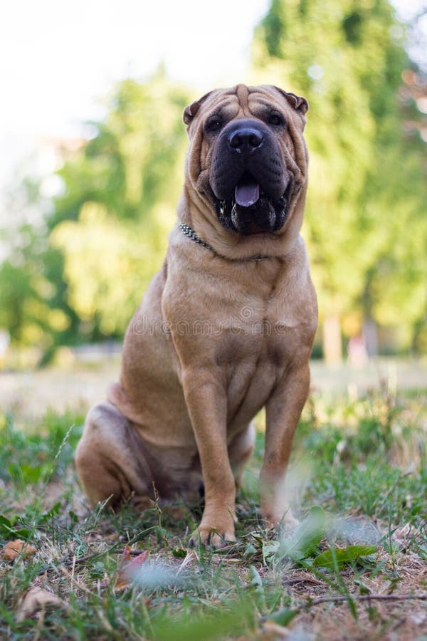 Chinese Shar Pei Dog Sitting Stock Photo - Image of goodness, breath ...