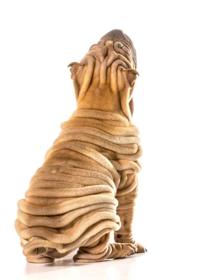 Standing Shar Pei (15 Months Old) Stock Photo - Image of mammal, studio ...