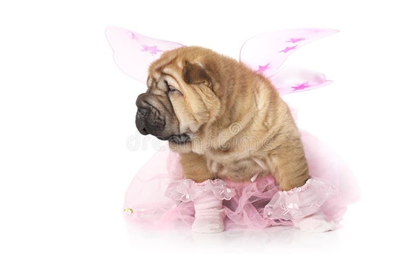 Chinese sharpei Puppy stock image. Image of puppy, grey - 28565495