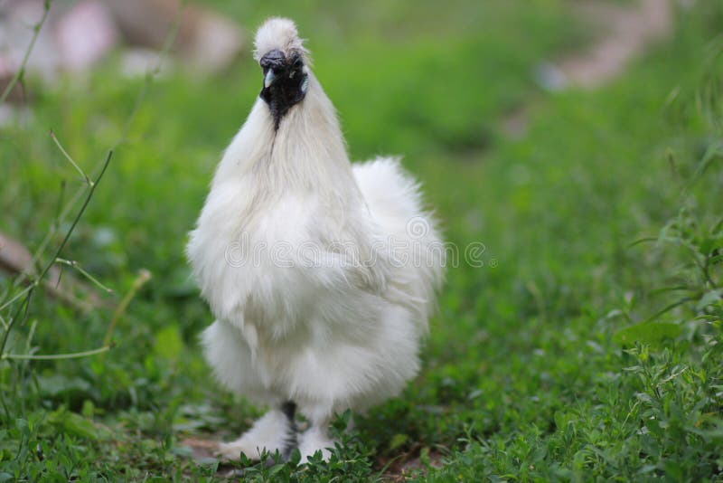 Silky Chinese Background Stock Images - Download 482 Royalty Free Photos