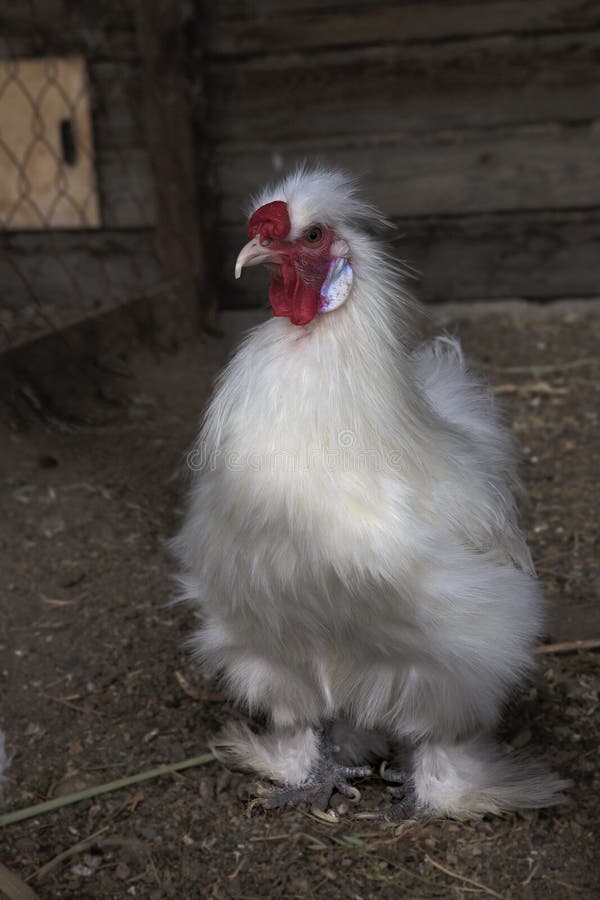 Chinese silk chicken farm stock image. Image of feathers - 59695457