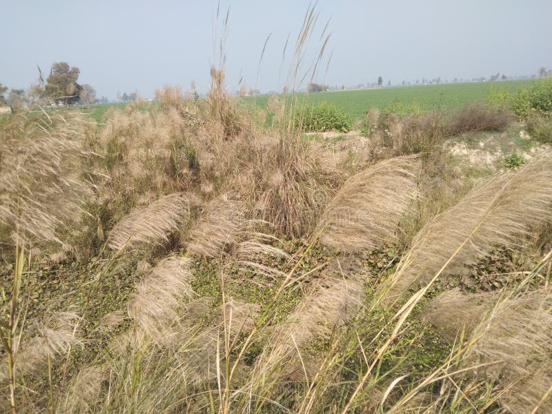 The Chinese Silver Dry Grass Stock Photo - Image of pasture, tree ...
