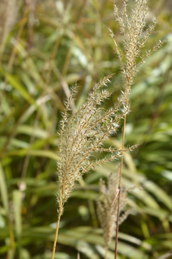 Chinese silver grass stock photo. Image of outdoors - 236660580