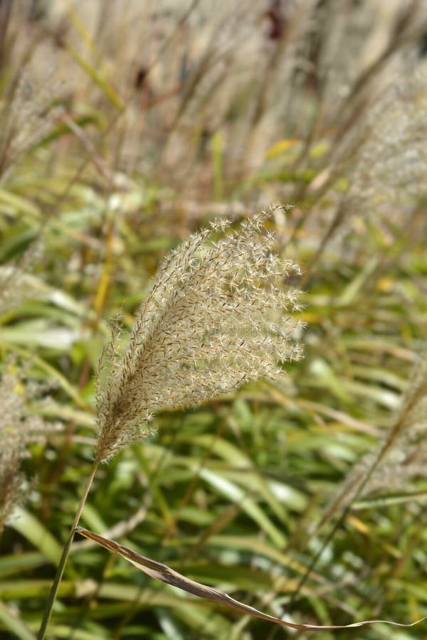 Chinese silver grass stock photo. Image of botany, plant - 236893798