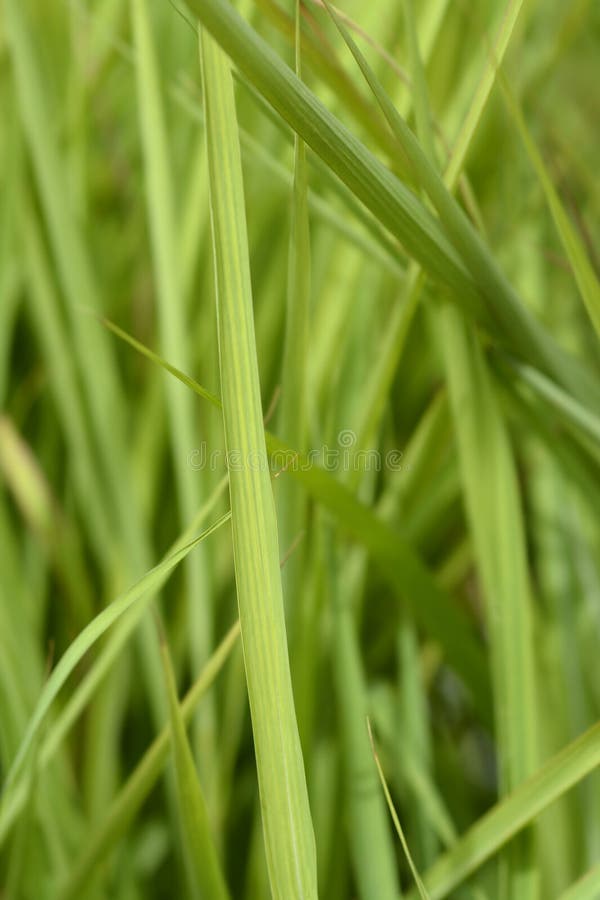 Chinese silver grass stock photo. Image of leaf, grass - 332003978