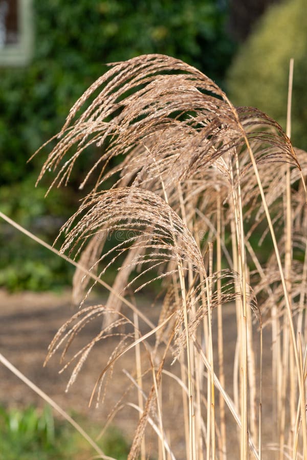 Miscanthus Sinensis or Chinese Silver Grass Border Stock Photo - Image ...