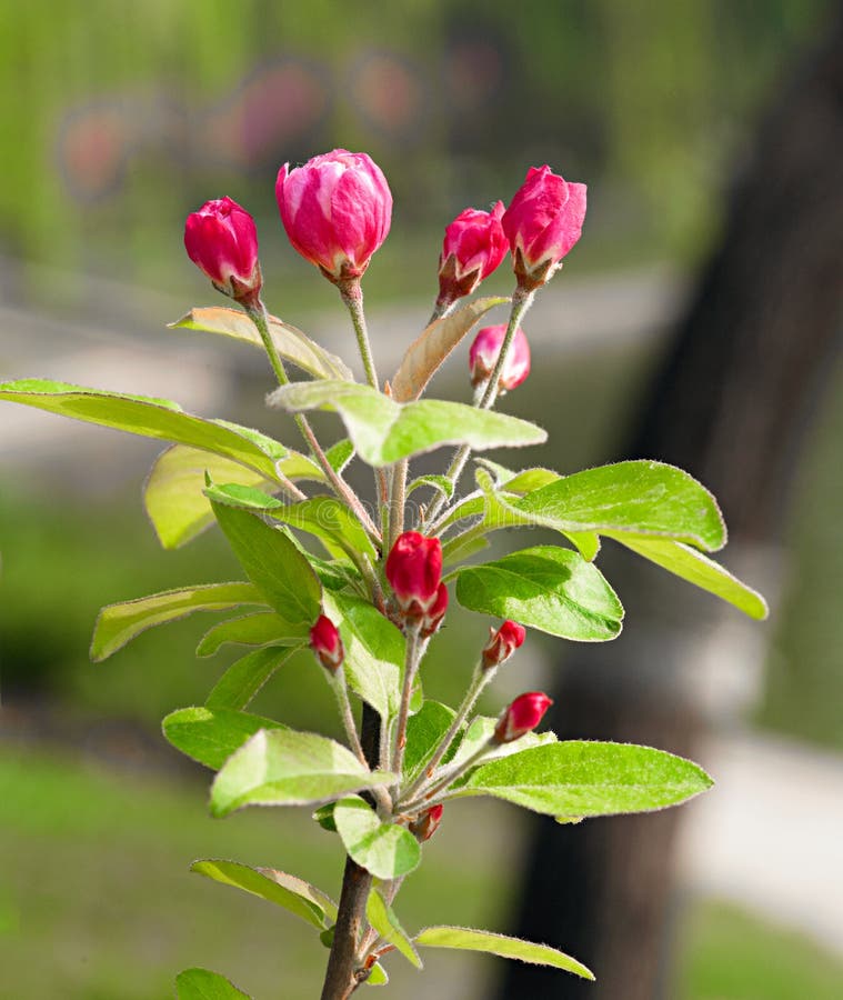 Chinese small apple flower stock image. Image of garden - 40031567