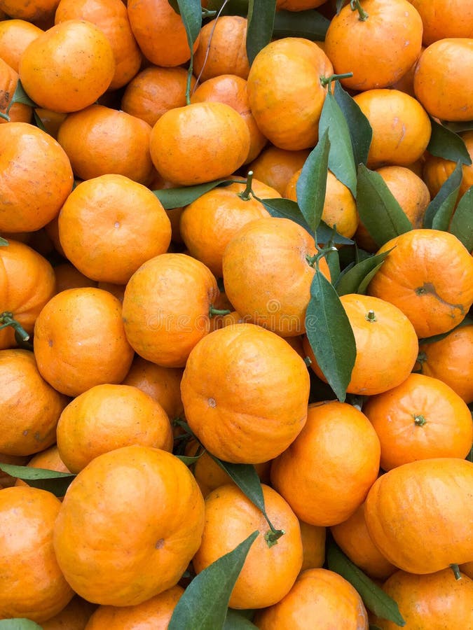 Chinese Small Cumquat Oranges Stock Photo - Image of bunch, leaf: 86581596