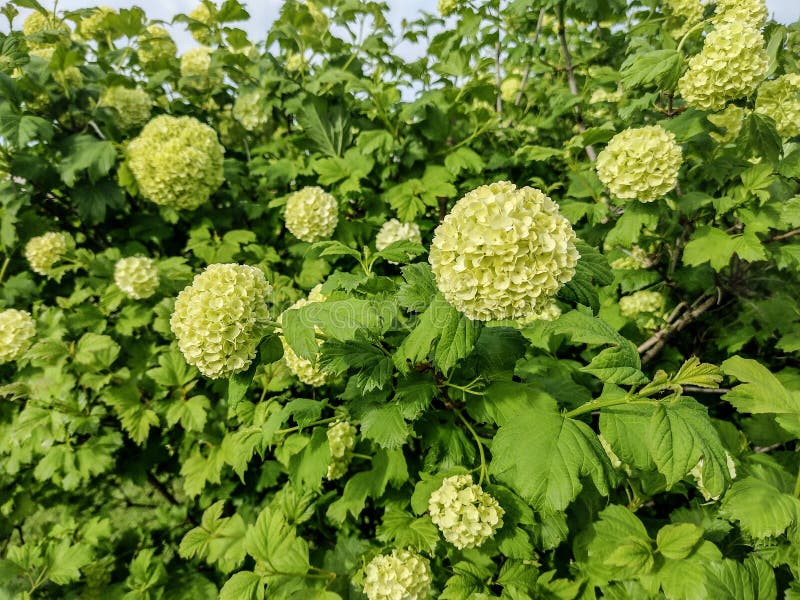 Chinese Snowball Flowers in the Spring Stock Image - Image of green ...
