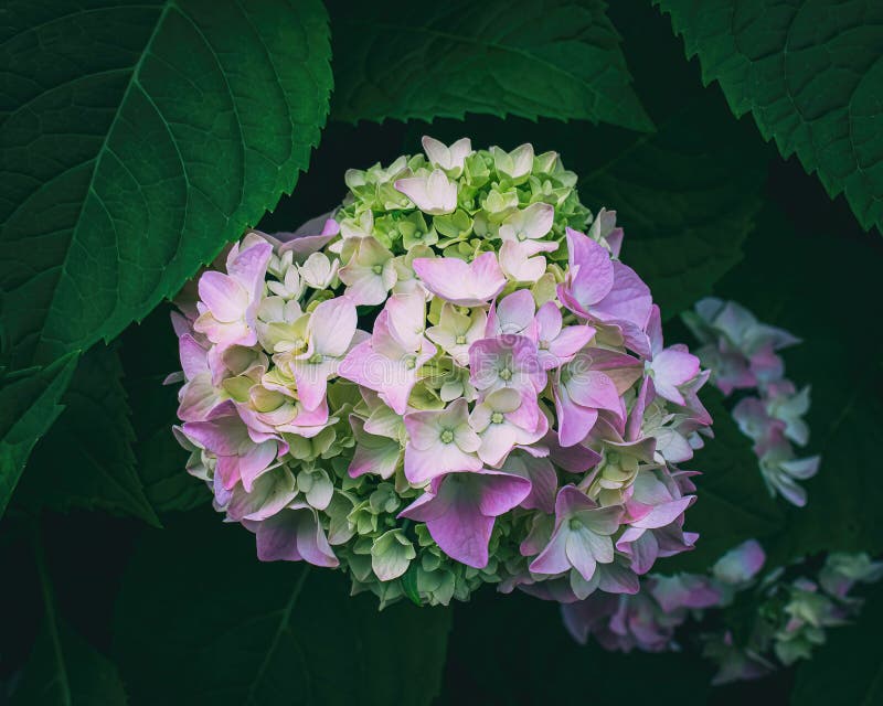 Chinese Snowball Hydrangea in the Garden Stock Photo - Image of ...