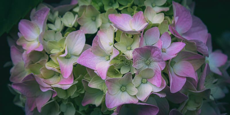 Chinese Snowball Hydrangea in the Garden Stock Photo - Image of ...