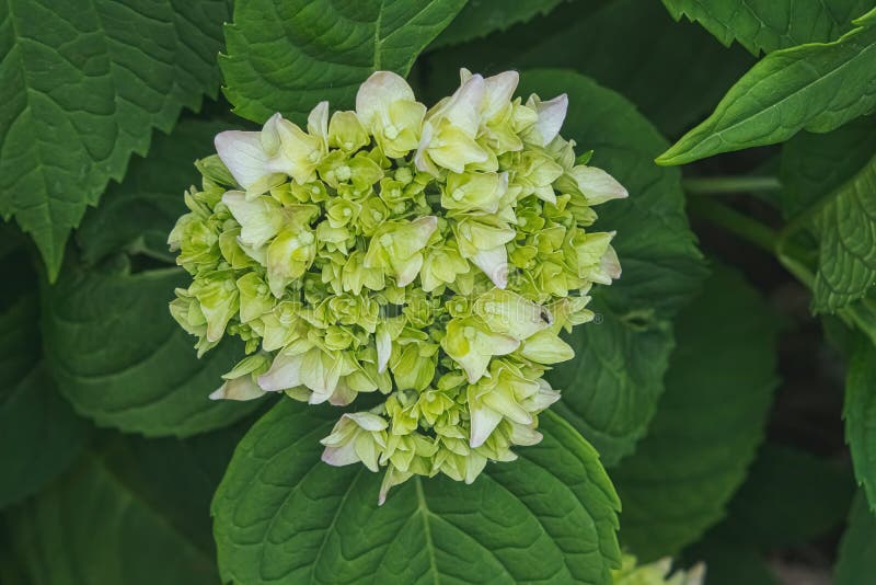 Chinese Snowball Hydrangea during Summer Stock Image - Image of green ...