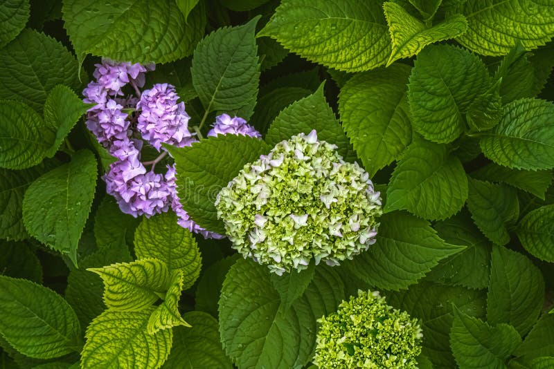 Chinese Snowball Hydrangea during Summer Stock Photo - Image of ...