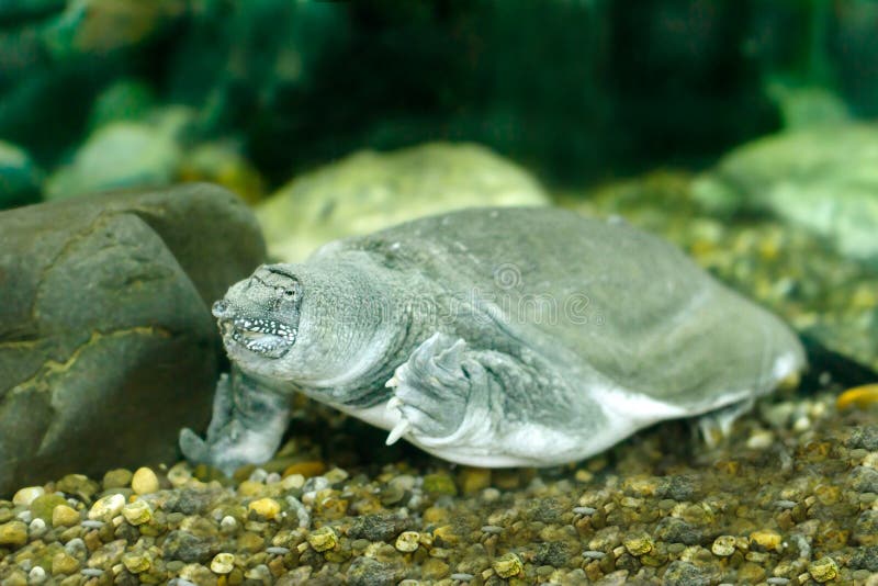 Chinese softshell turtle stock image. Image of nature - 50816331