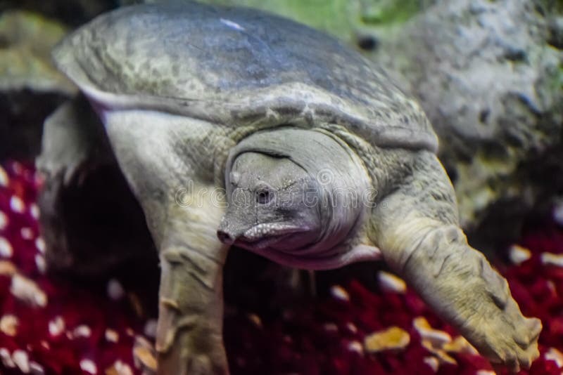Chinese softshell turtle stock image. Image of nose - 143291523