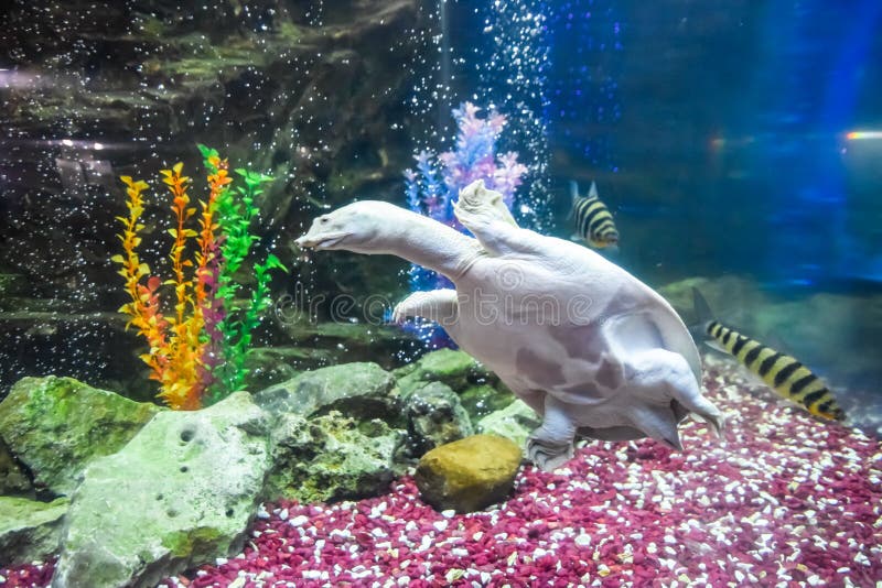 Chinese softshell turtle stock photo. Image of macro - 143291846