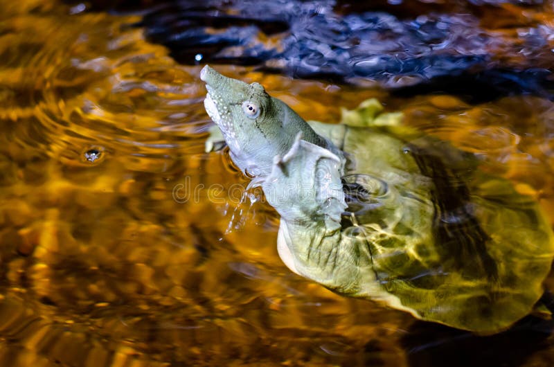 The Chinese Softshell Turtle Pelodiscus Sinensis Stock Image - Image of ...