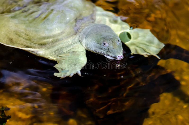 The Chinese Softshell Turtle Pelodiscus Sinensis Stock Image - Image of ...