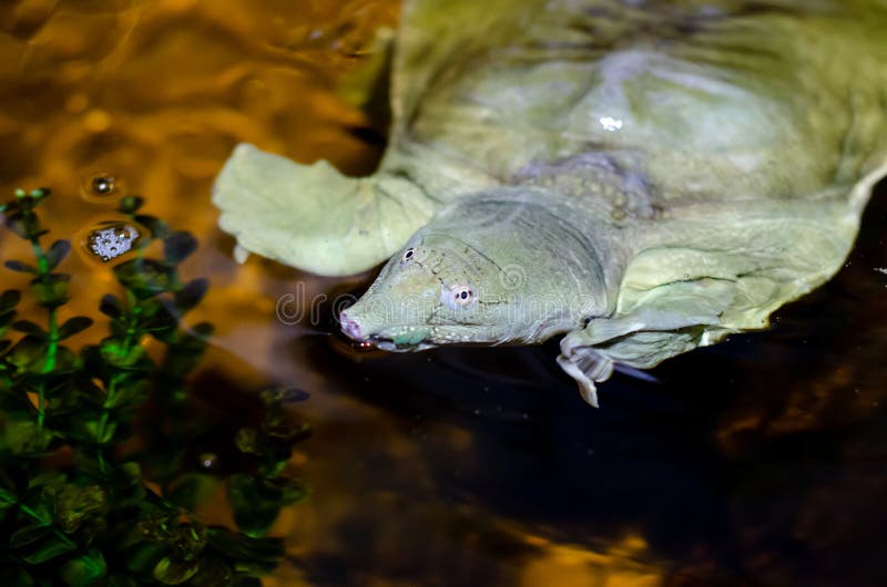 The Chinese Softshell Turtle Pelodiscus Sinensis Stock Image - Image of ...
