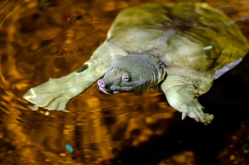The Chinese Softshell Turtle Pelodiscus Sinensis Stock Photo - Image of ...