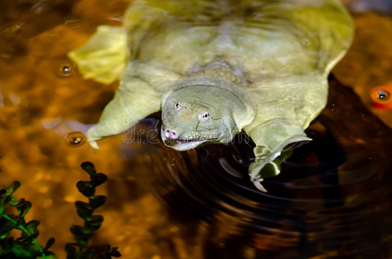 The Chinese Softshell Turtle Pelodiscus Sinensis Stock Photo - Image of ...