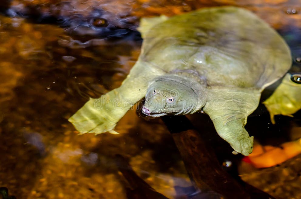 The Chinese Softshell Turtle Pelodiscus Sinensis Stock Image - Image of ...
