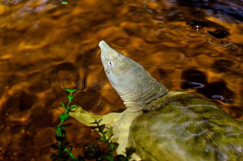 The Chinese Softshell Turtle Pelodiscus Sinensis. Stock Photo - Image ...