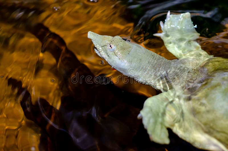 The Chinese Softshell Turtle Pelodiscus Sinensis Stock Image - Image of ...